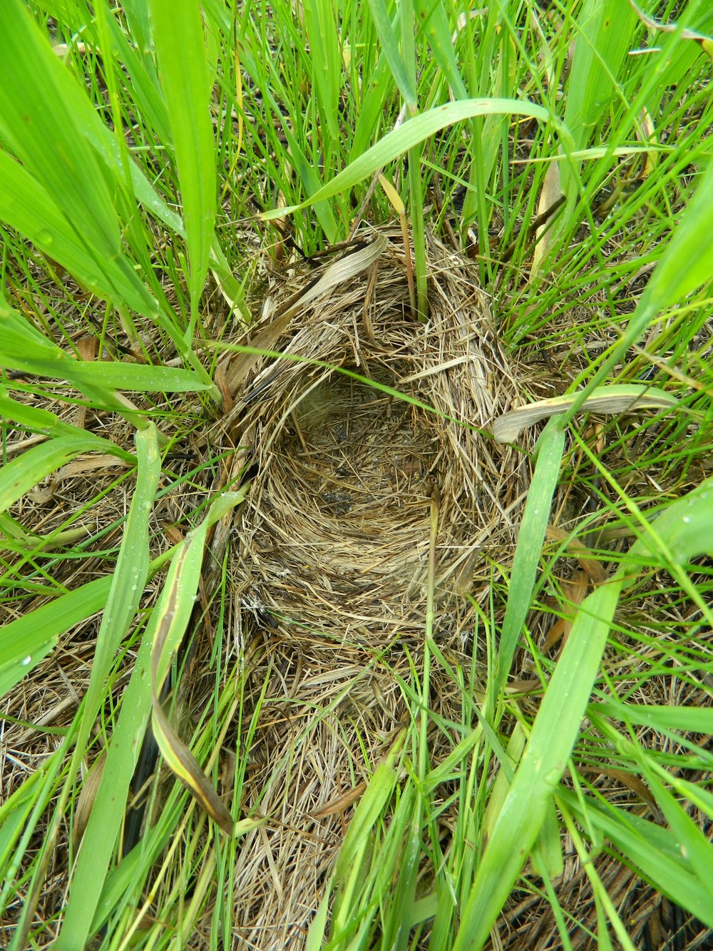 Into the Nest: What goes in must come out — Southern Wisconsin Bird ...