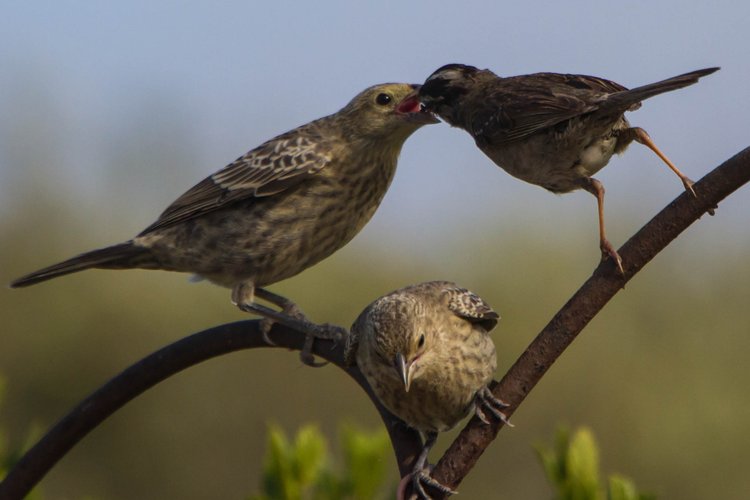 Into the Nest: Cowbirds, everybody’s favorite villain — Southern ...