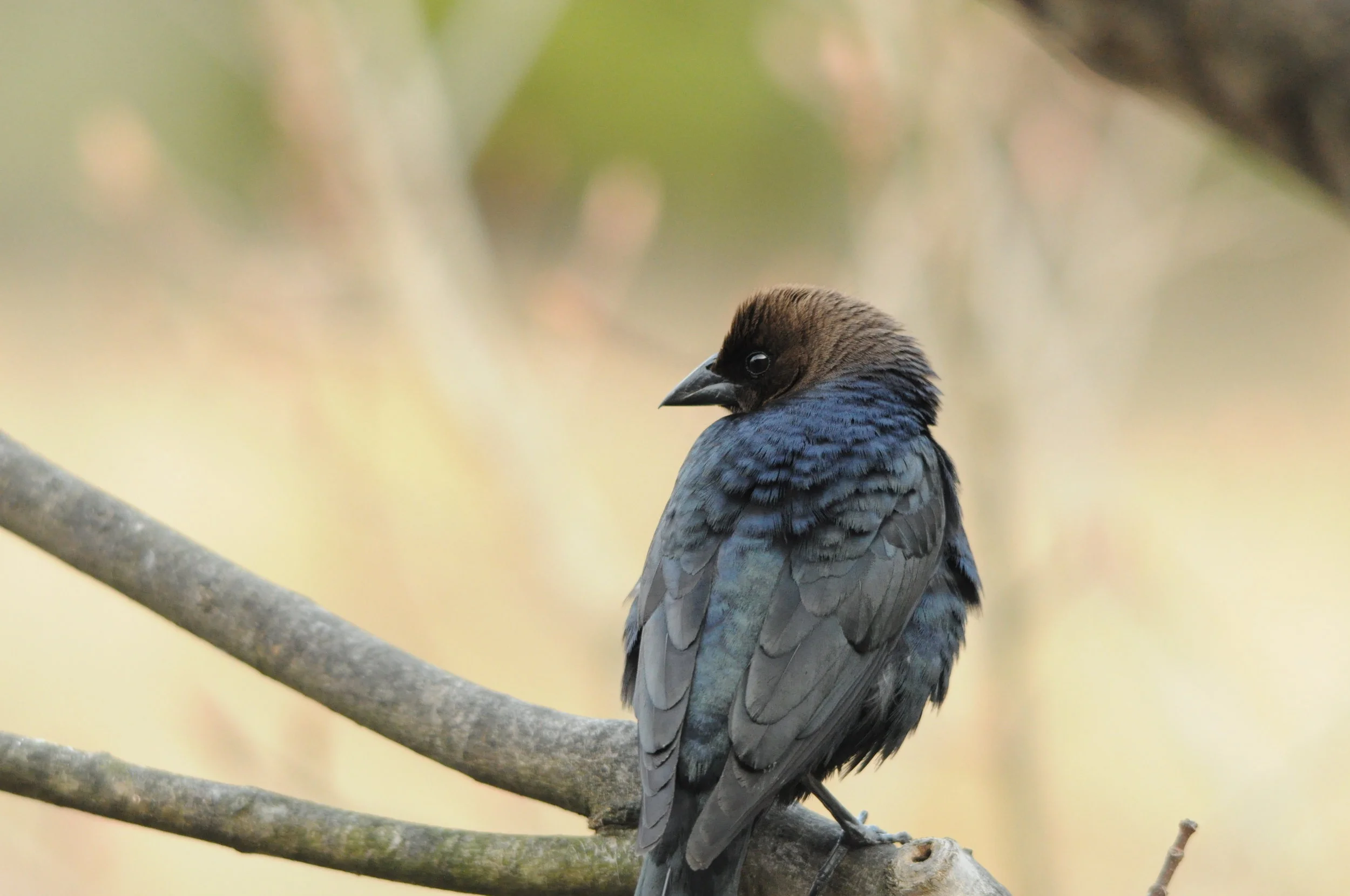 Into the Nest: Cowbirds, everybody’s favorite villain — Southern ...