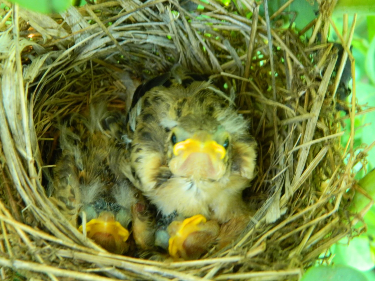 Into the Nest: Badgers gotta eat too! — Southern Wisconsin Bird Alliance