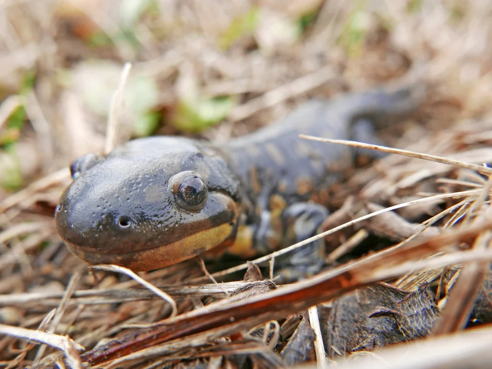 Rebuilding a Wetland — Southern Wisconsin Bird Alliance