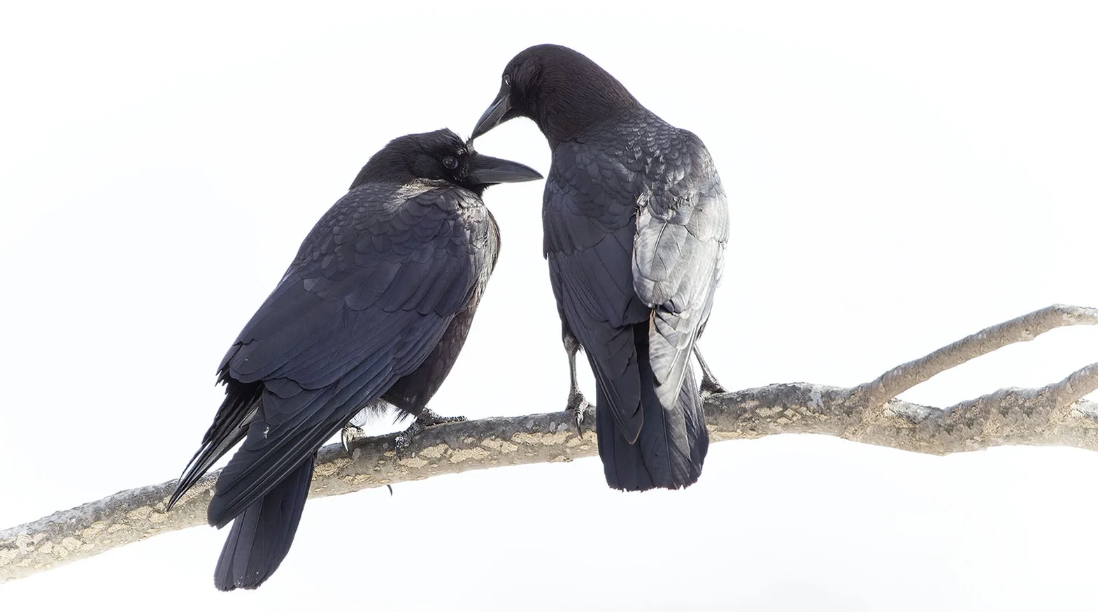 Our Amazing Birds: Crow — Southern Wisconsin Bird Alliance