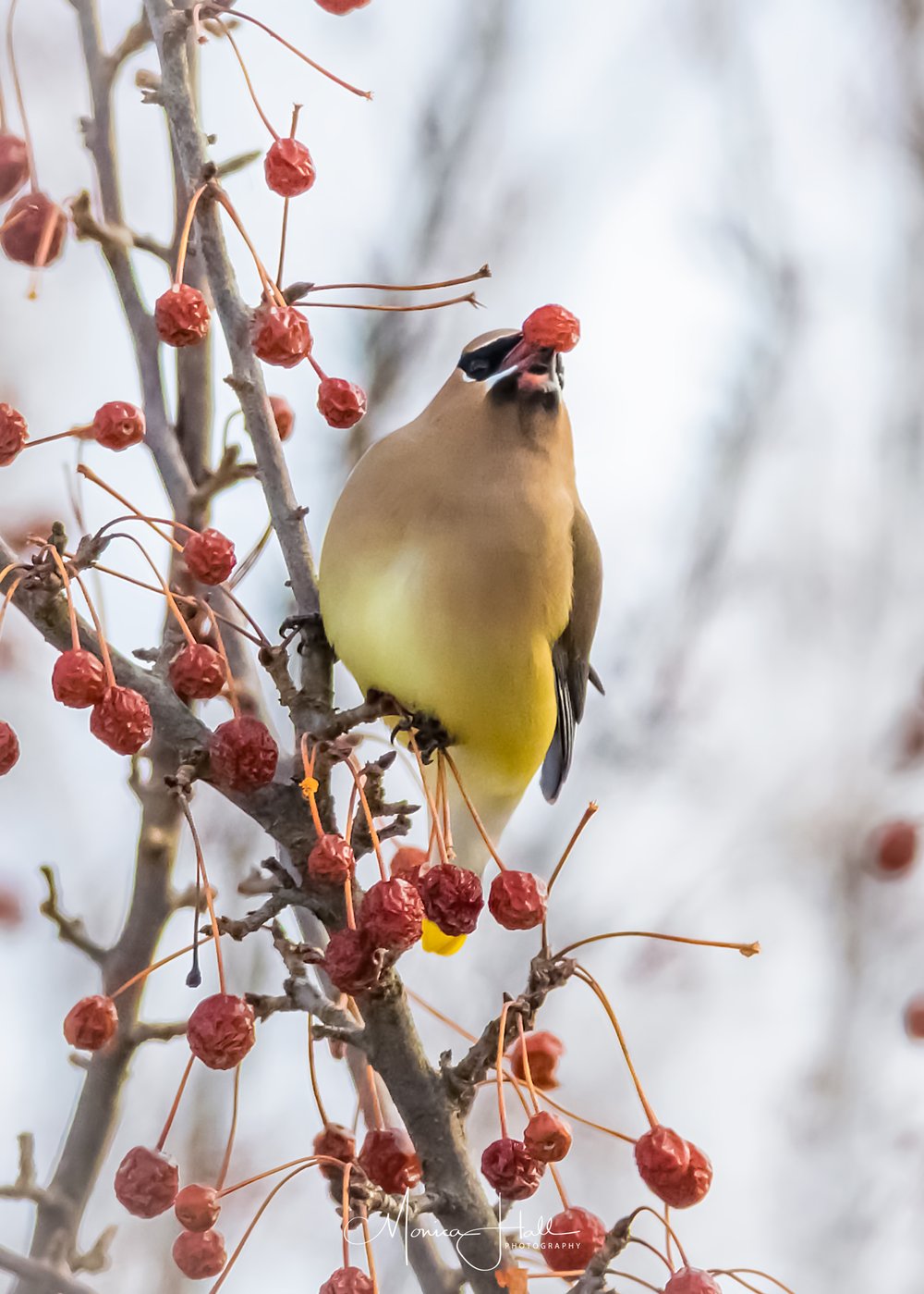 Southern Wisconsin CBCs — Southern Wisconsin Bird Alliance