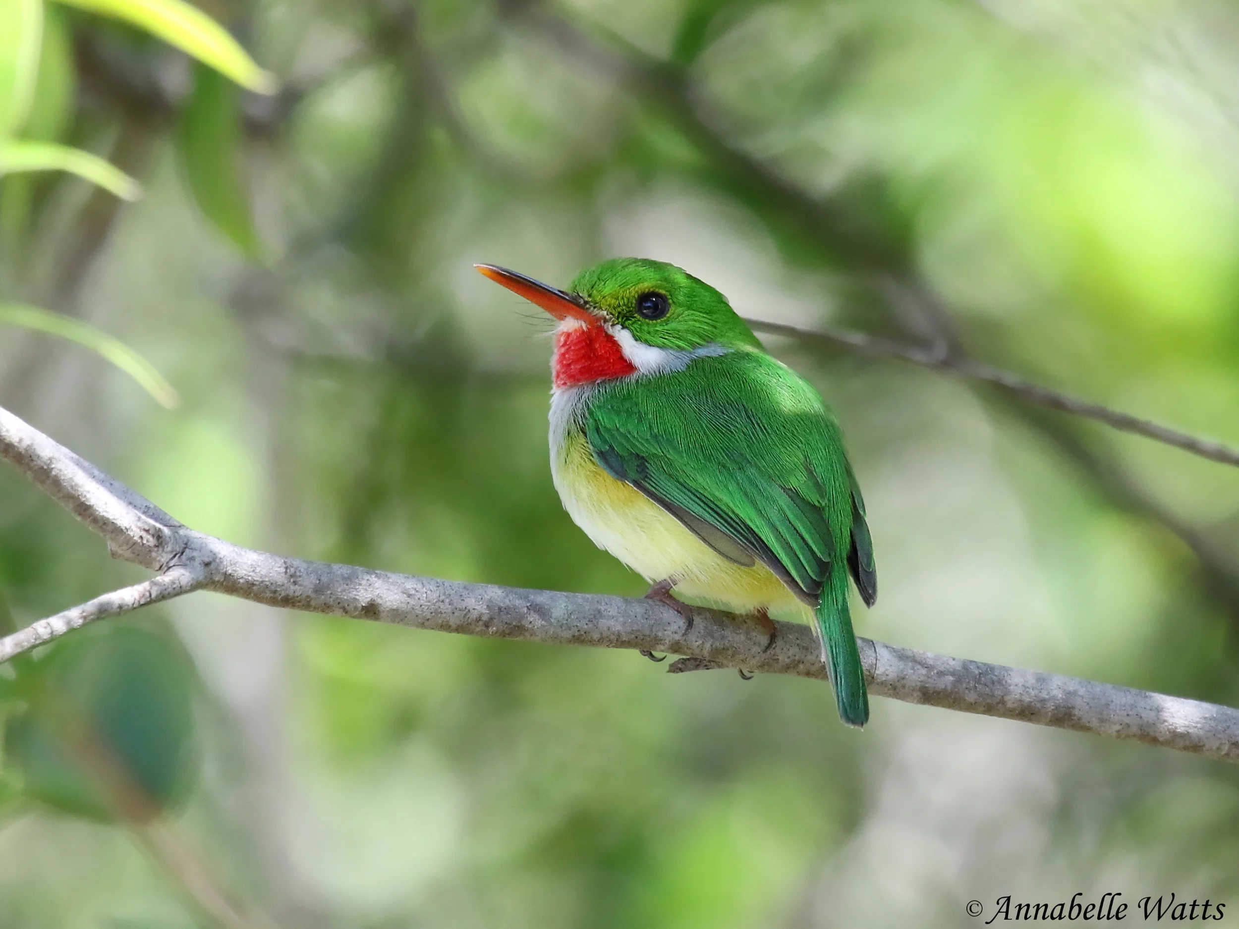 Puerto Rico: Winter Habitat for Birds and Humans — Southern Wisconsin ...