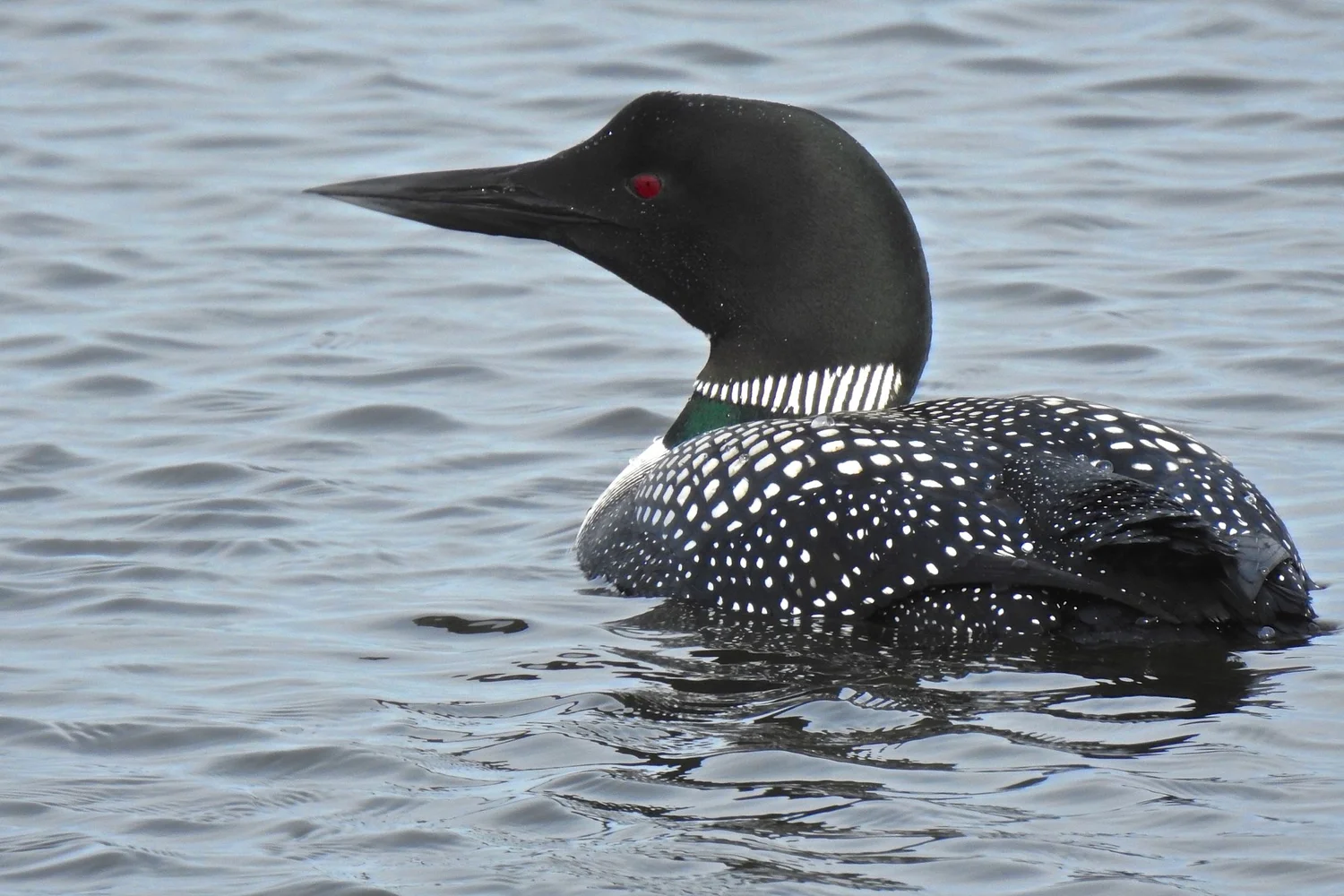Common Loon — Southern Wisconsin Bird Alliance