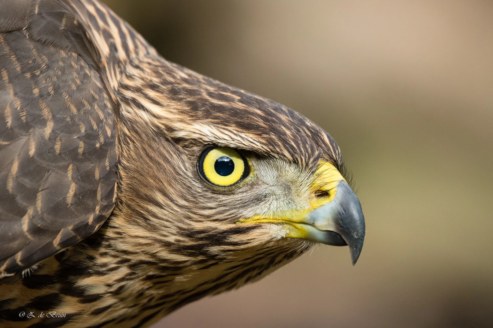 Northern Goshawk — Madison Audubon