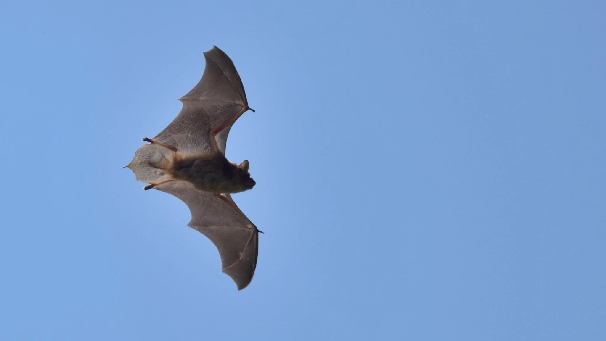 Get Moving! — Southern Wisconsin Bird Alliance