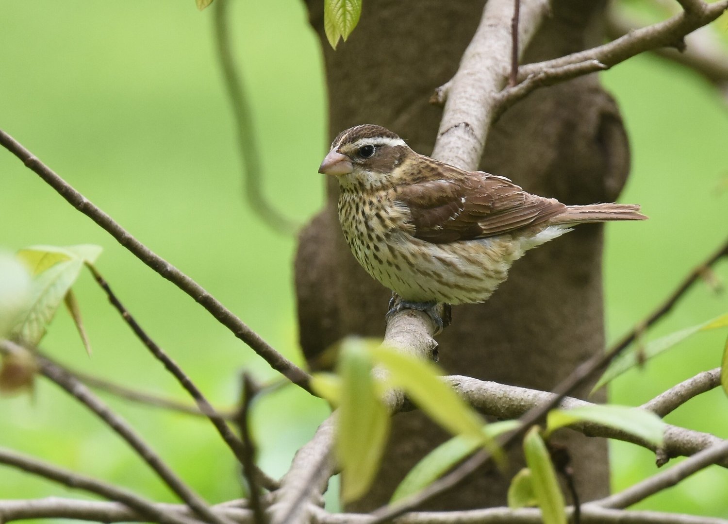 Massachusetts Birds Identifier