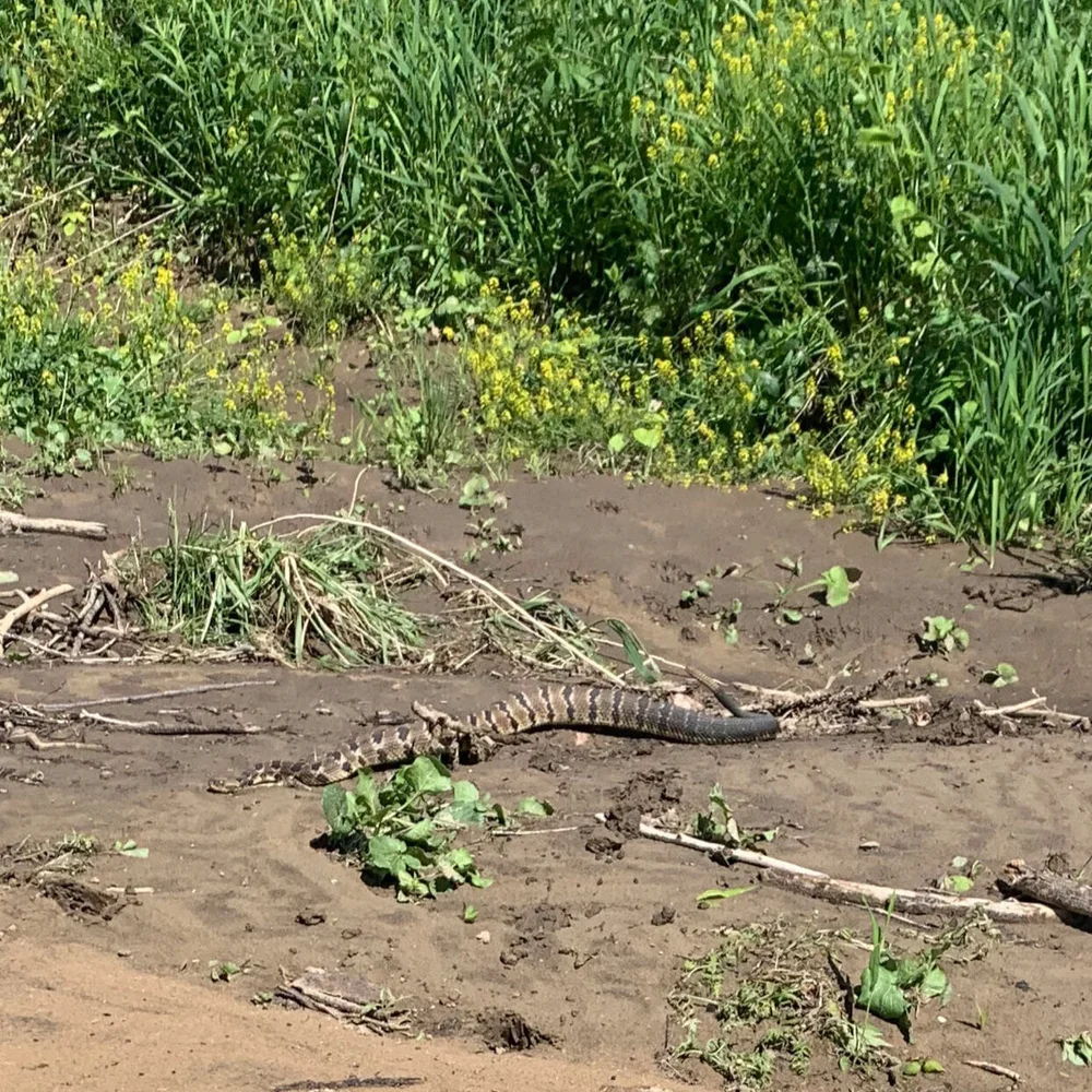 Red Touch Yellow — Southern Wisconsin Bird Alliance
