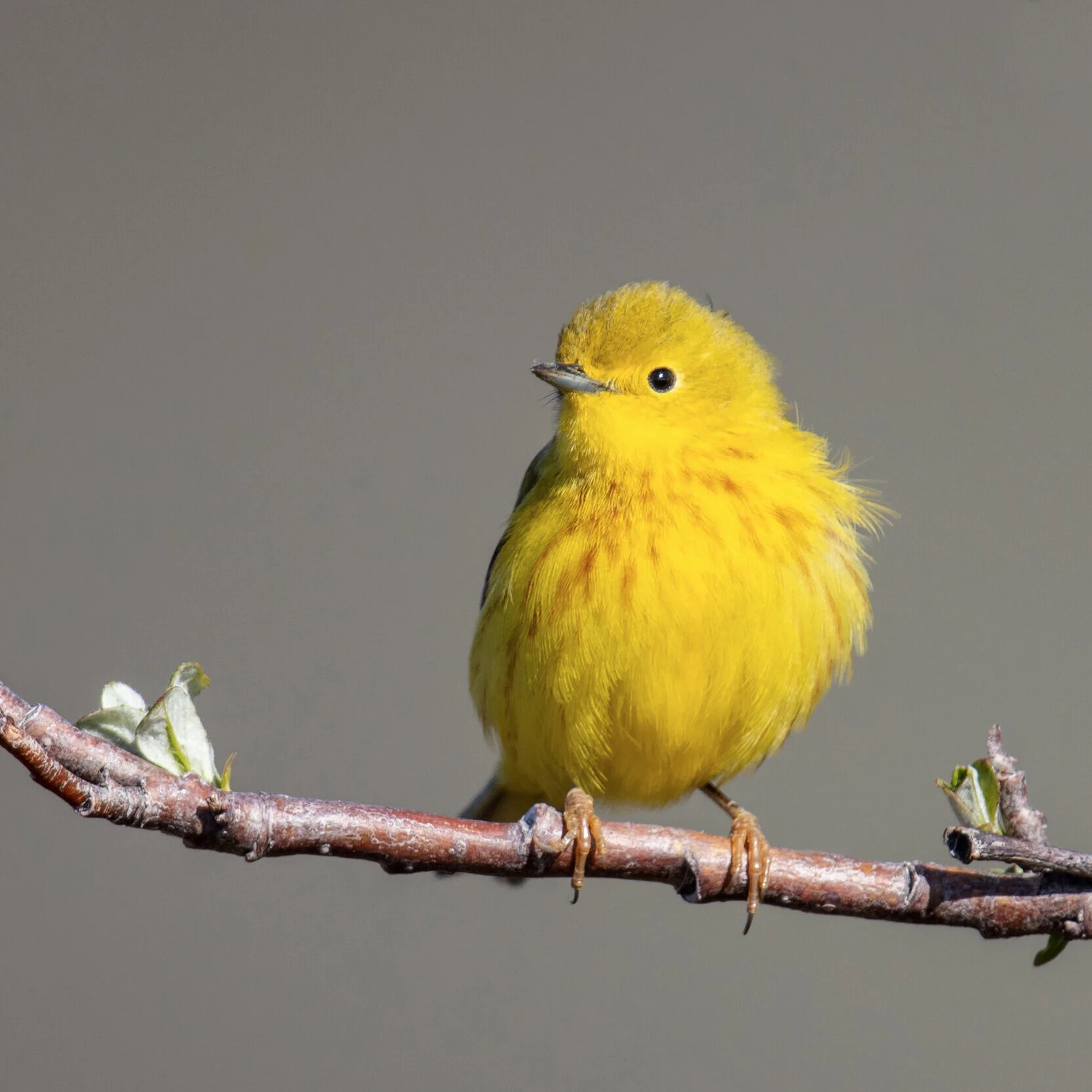 Red Touch Yellow — Southern Wisconsin Bird Alliance