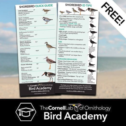 Tips for Tricky Bird IDs: Shorebird Edition! — Southern Wisconsin Bird ...