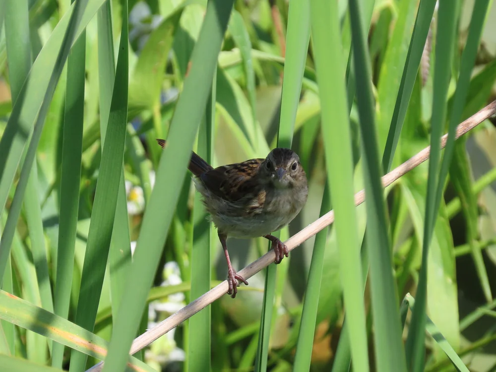 Twitching, Pishing, and Dipping, oh my! Learning the Birding Lingo ...