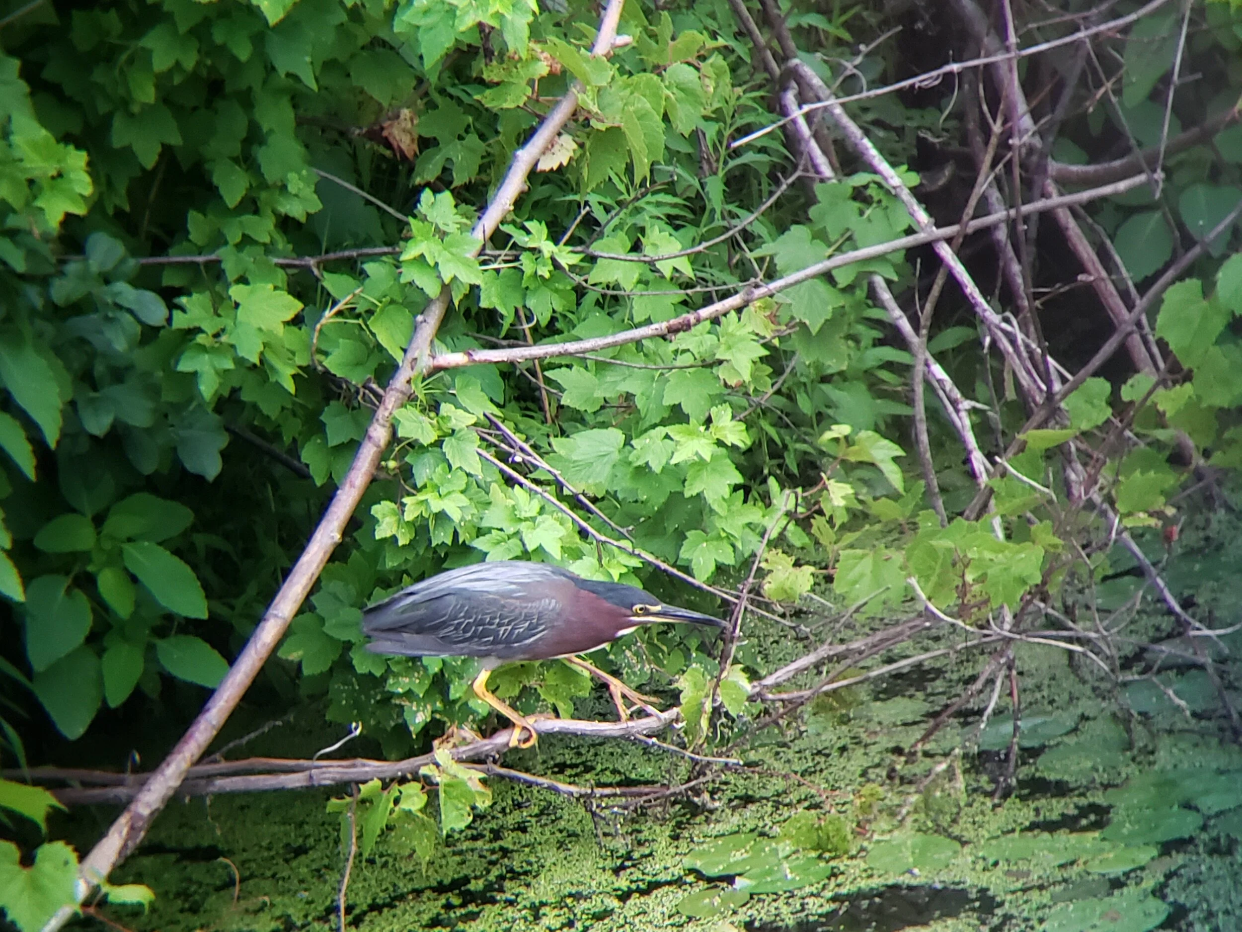 Twitching, Pishing, and Dipping, oh my! Learning the Birding Lingo ...