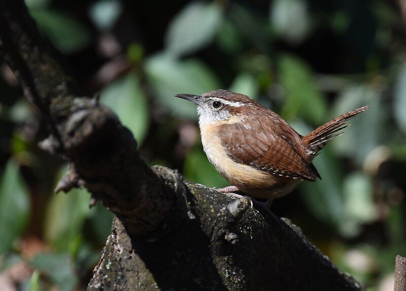 Twitching, Pishing, and Dipping, oh my! Learning the Birding Lingo ...