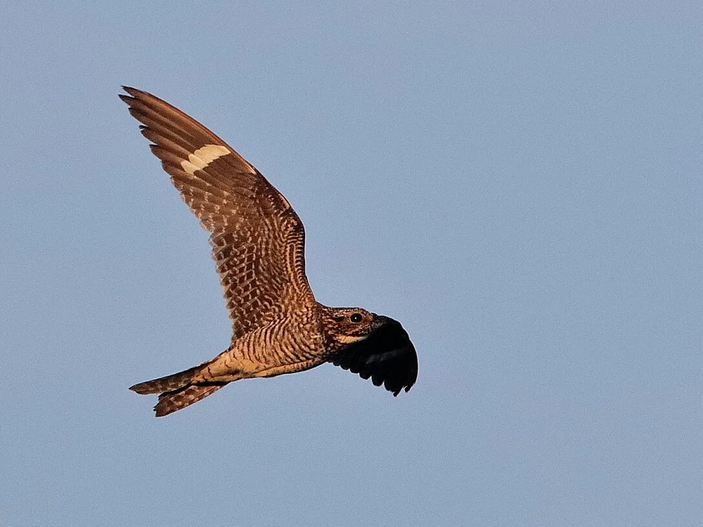 Summer Night Birding — Southern Wisconsin Bird Alliance