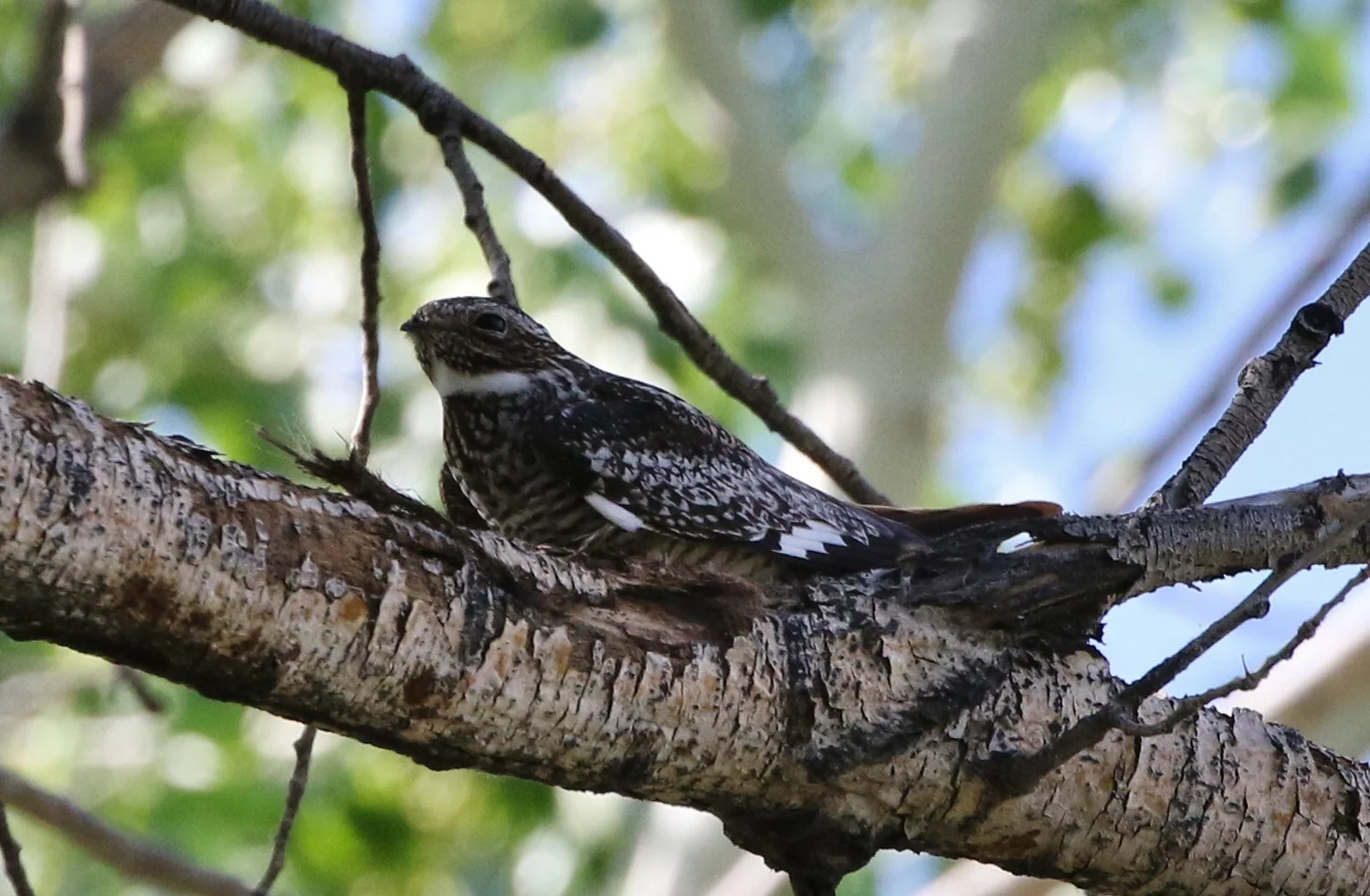 Summer Night Birding — Southern Wisconsin Bird Alliance