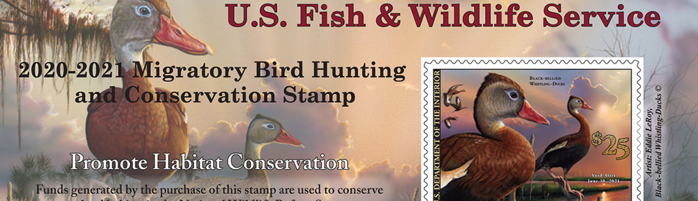 A Duck Stamp goes a long way — Southern Wisconsin Bird Alliance