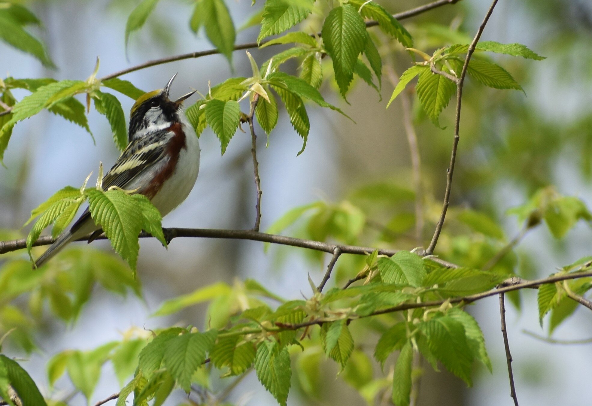 A Beginner's Guide to Fall Warblers — Southern Wisconsin Bird Alliance