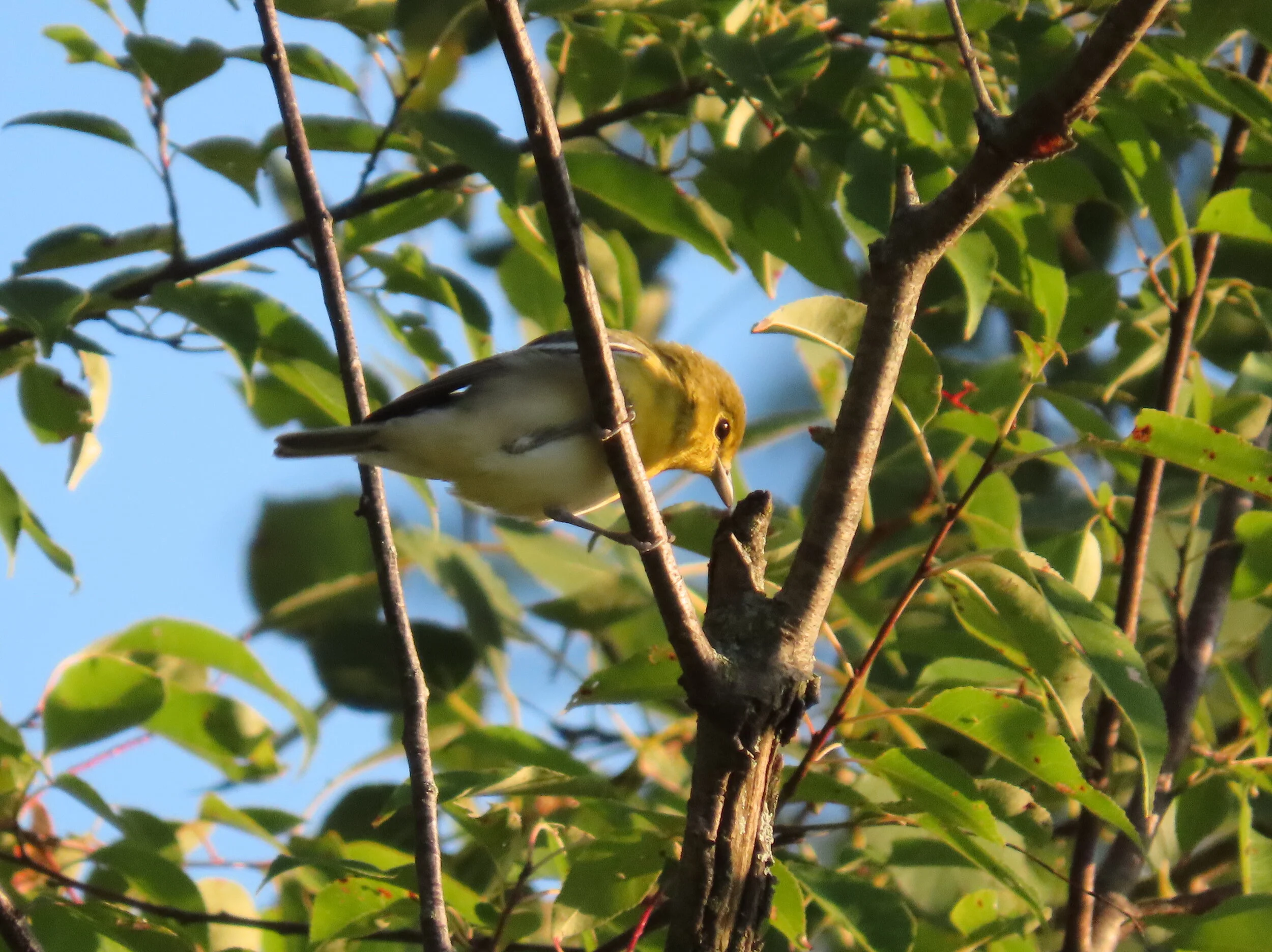 A Beginner's Guide to Fall Warblers — Southern Wisconsin Bird Alliance