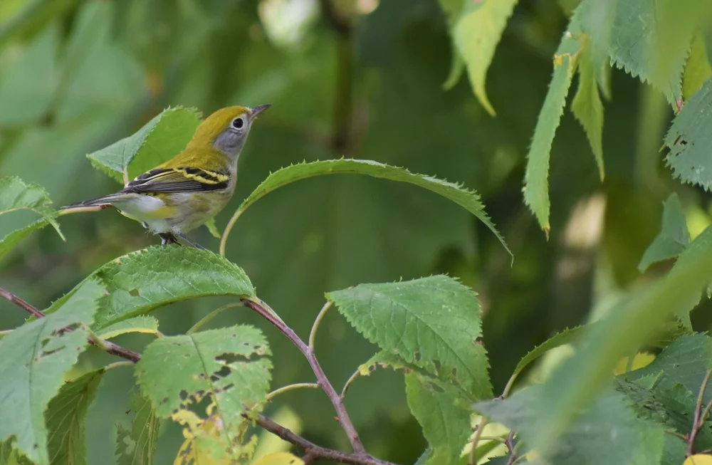 A Beginner's Guide to Fall Warblers — Southern Wisconsin Bird Alliance