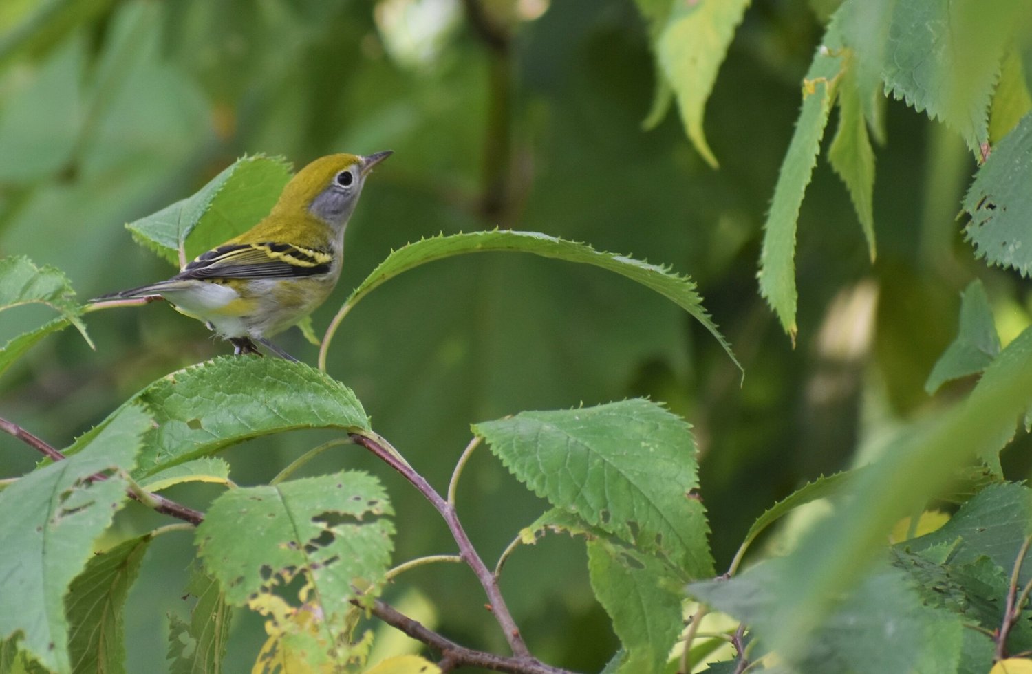 A Beginner's Guide to Fall Warblers — Southern Wisconsin Bird Alliance