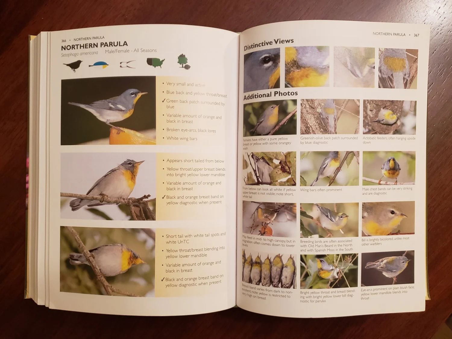 A Beginner's Guide to Fall Warblers — Southern Wisconsin Bird Alliance