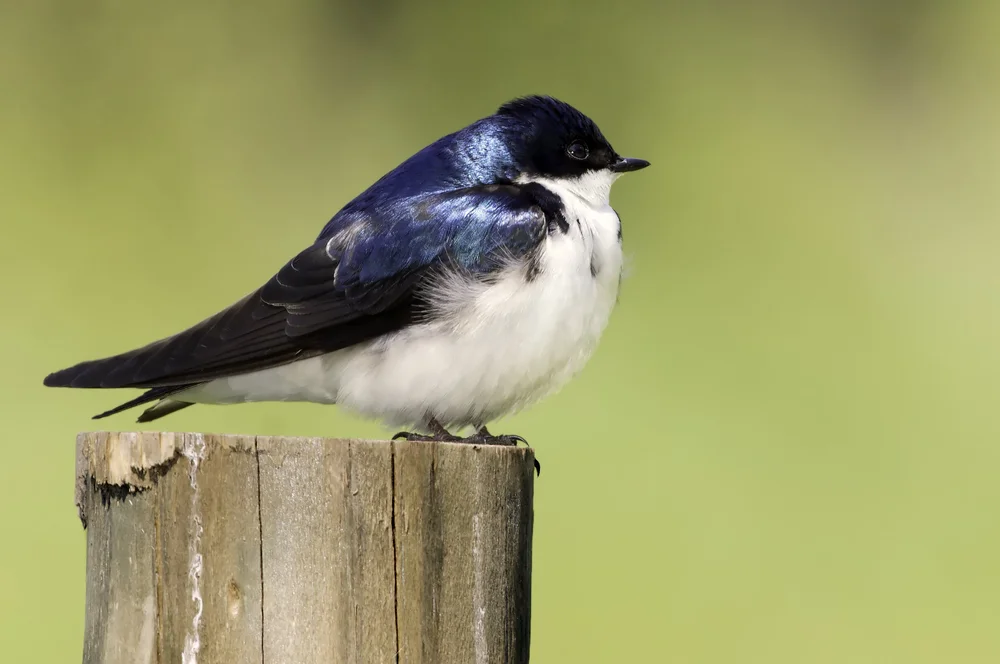 Tree Swallow — Southern Wisconsin Bird Alliance
