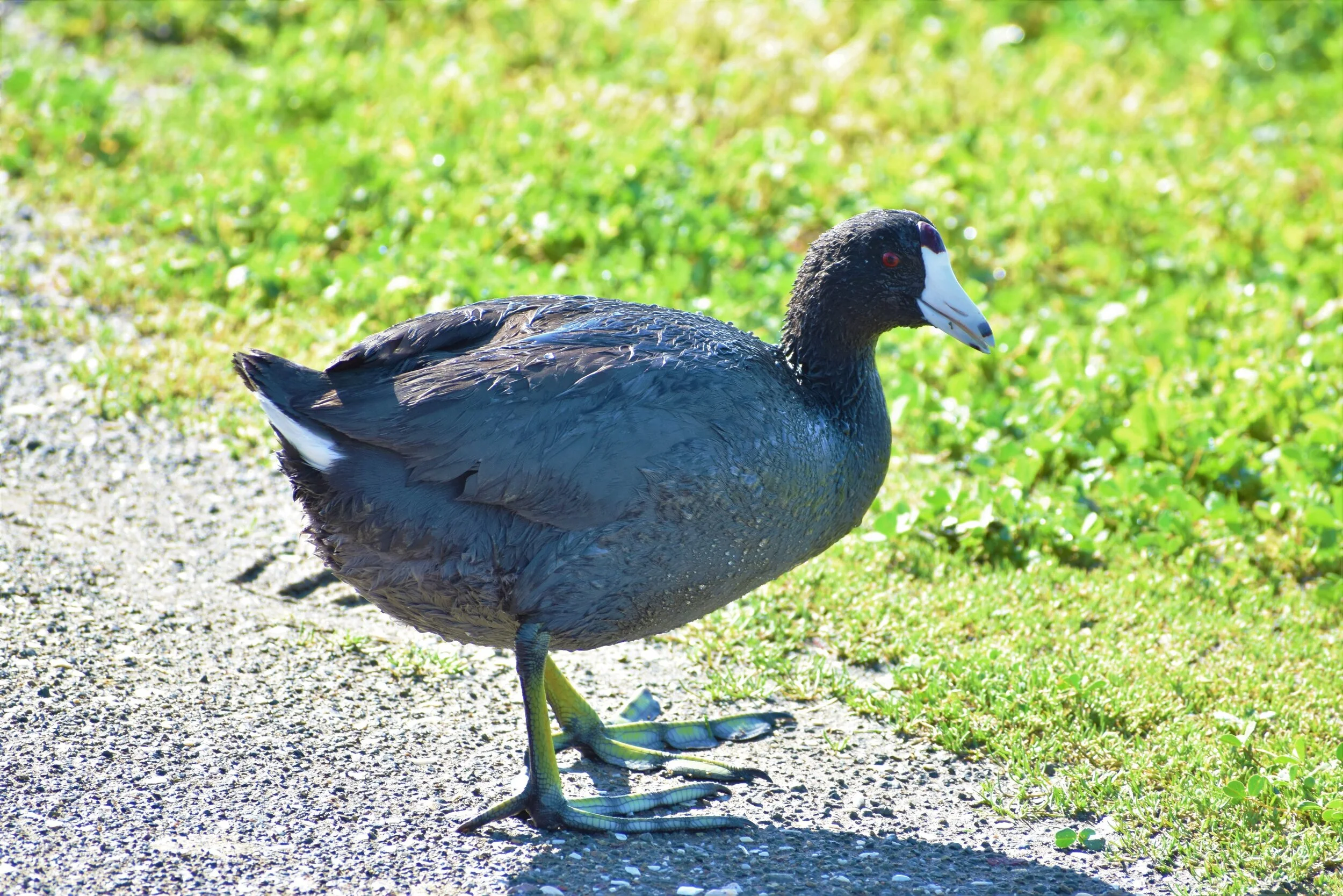 Waterfowl Basics: Get Your Ducks (and Coots, and Grebes) in a Row ...