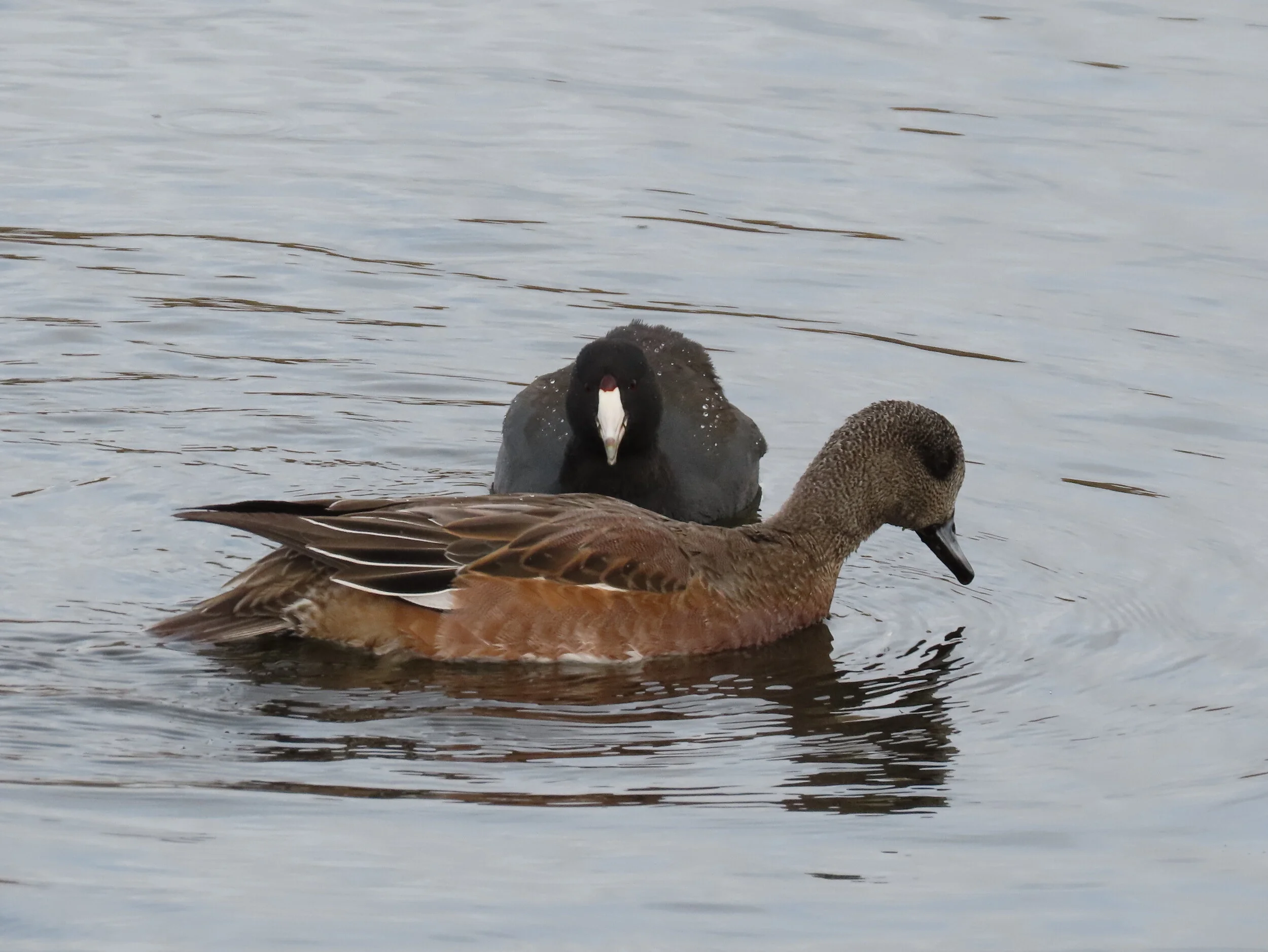 A Beginner's Guide to Duck Identification — Southern Wisconsin Bird ...