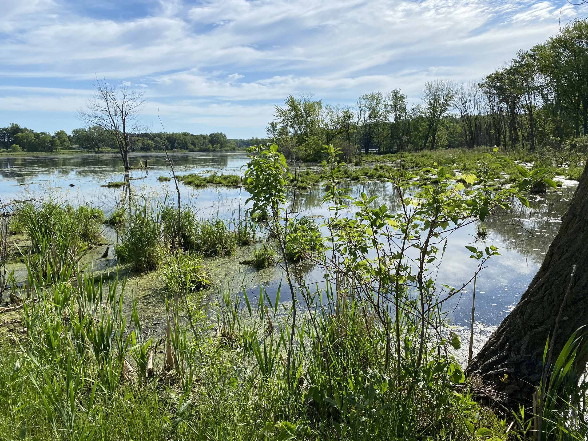 Mom, Mike, Moon, and Mallards — Southern Wisconsin Bird Alliance