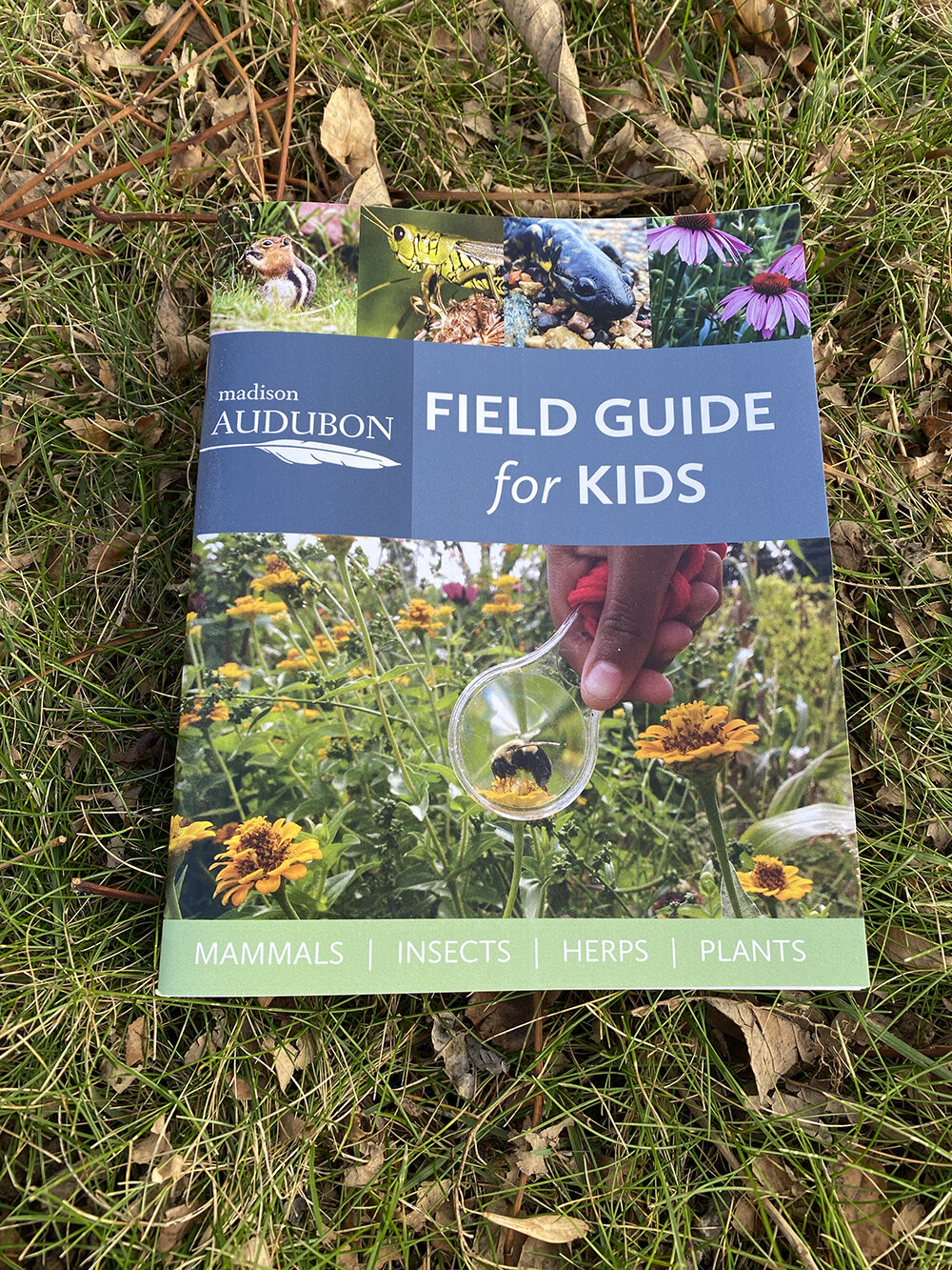 Field Guide for Kids — BBA