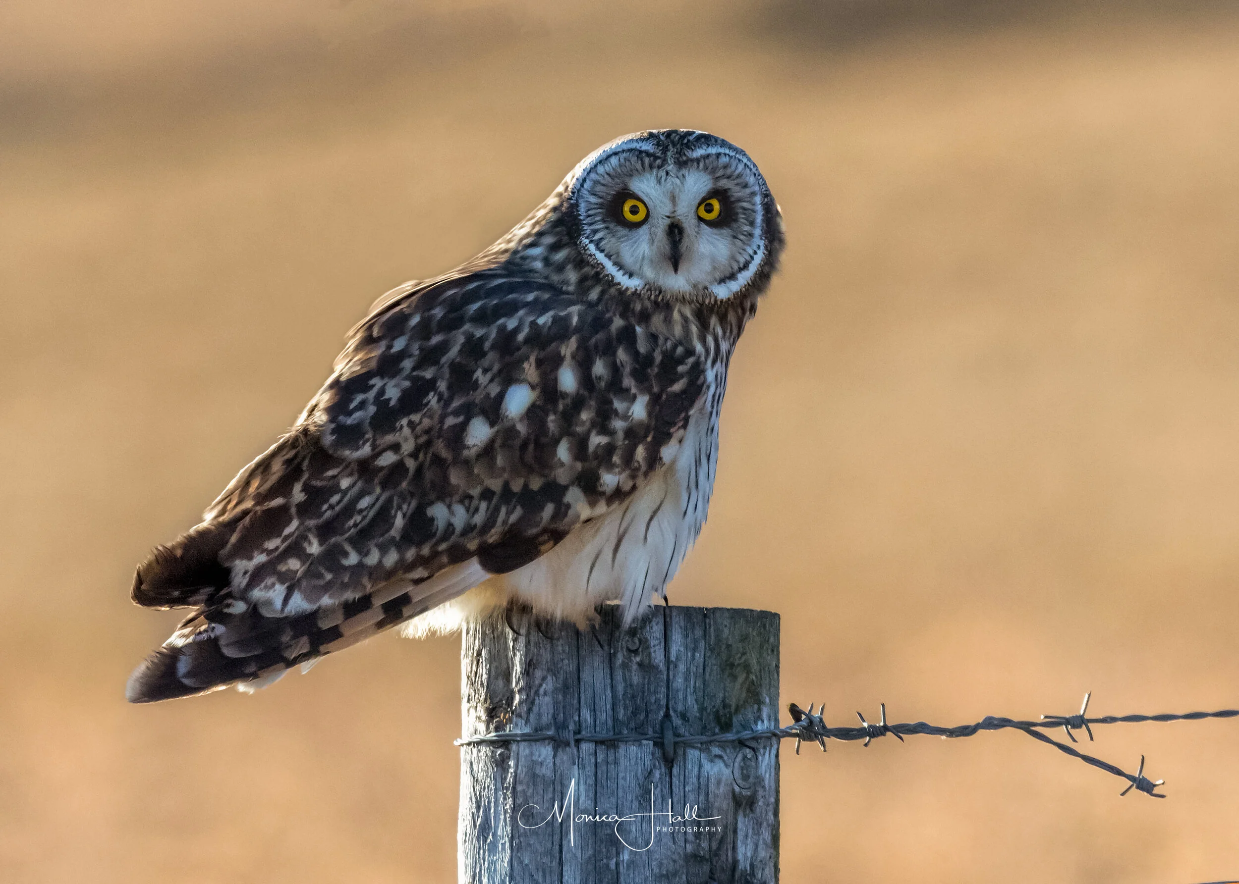 Whoooo’s That? Your Winter Guide to Owls — Southern Wisconsin Bird Alliance