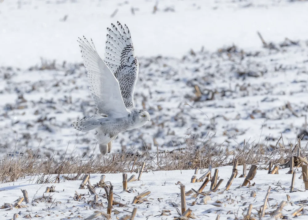 Whoooo’s That? Your Winter Guide to Owls — Southern Wisconsin Bird Alliance