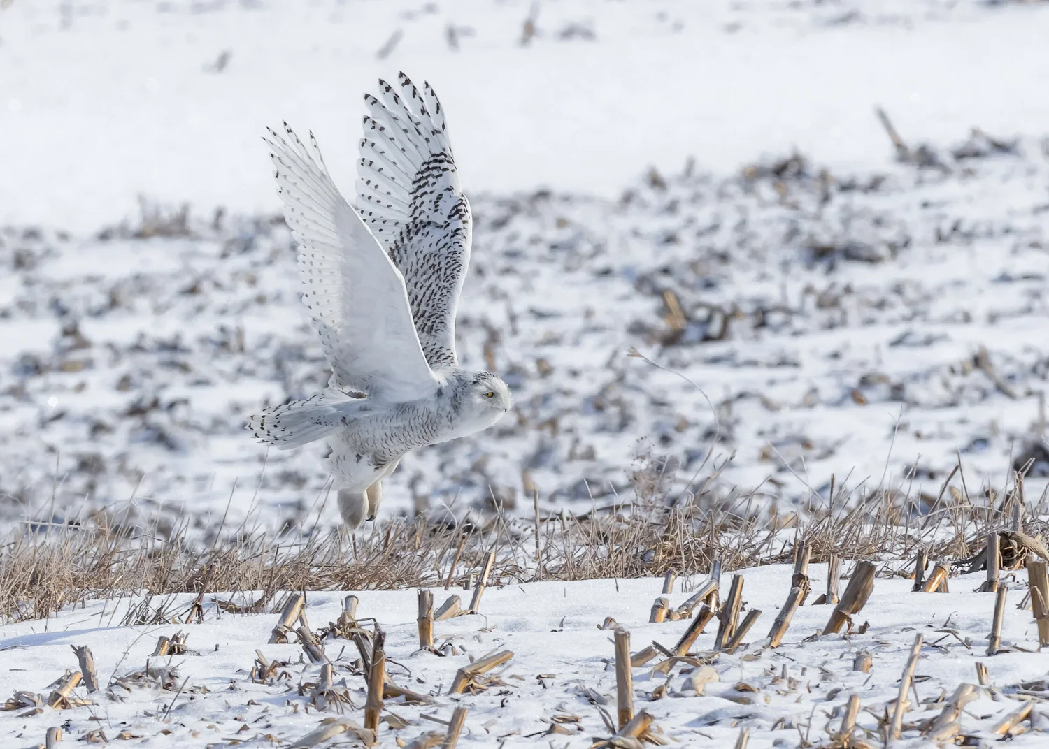 Whoooo’s That? Your Winter Guide to Owls — Southern Wisconsin Bird Alliance