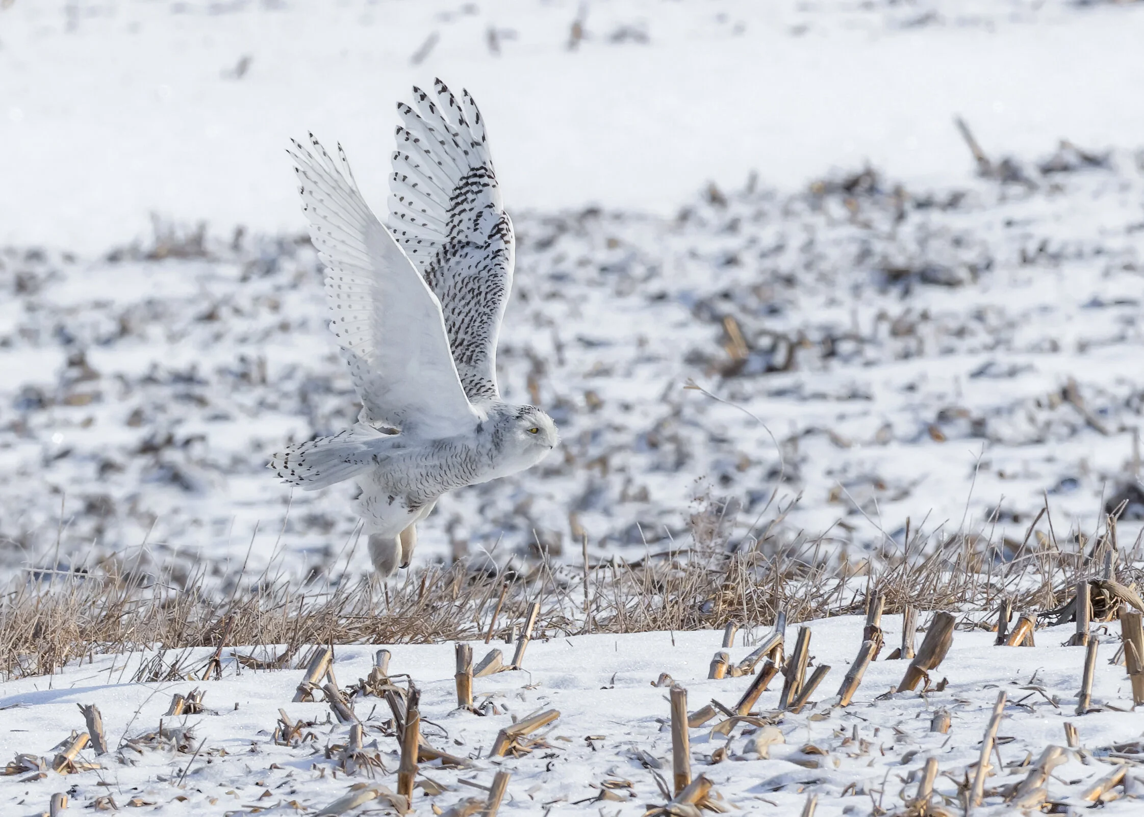 Whoooo’s That? Your Winter Guide to Owls — Southern Wisconsin Bird Alliance