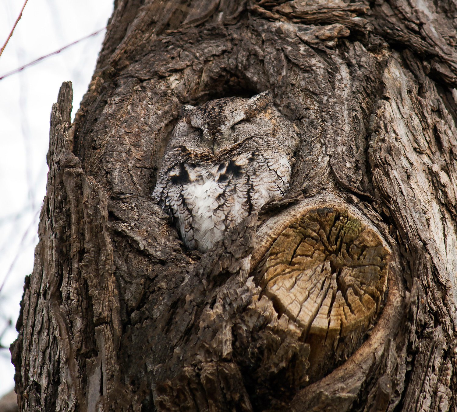 Whoooo’s That? Your Winter Guide to Owls — Southern Wisconsin Bird Alliance
