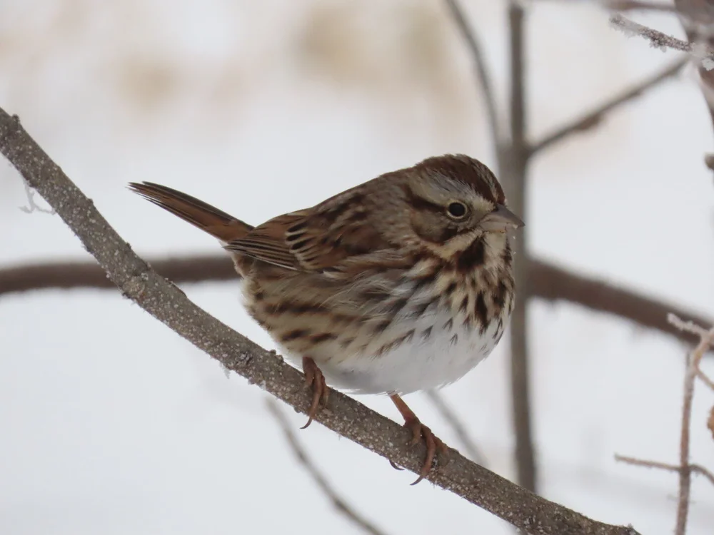 A Beginner's Guide to "Big Day" Birding — Southern Wisconsin Bird Alliance