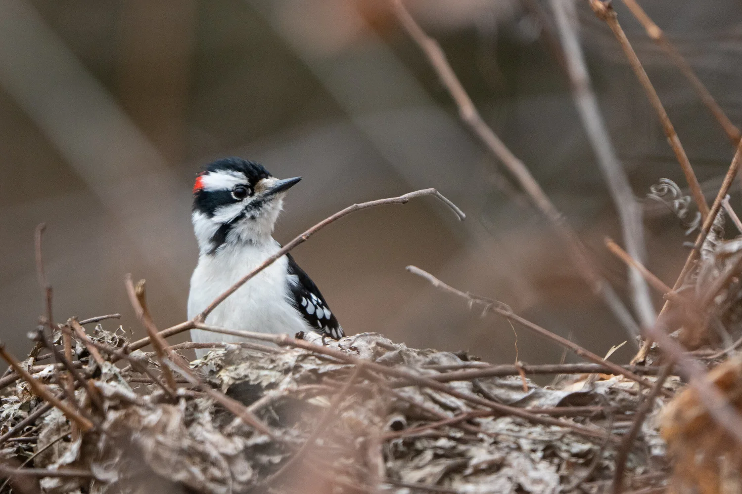 Birding by Ear: Sounds of the Winter Woods — Southern Wisconsin Bird ...