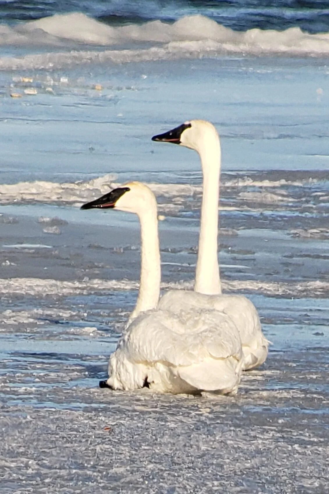 Tundra or Trumpeter? Your Guide to Swan ID (plus a special guest ...