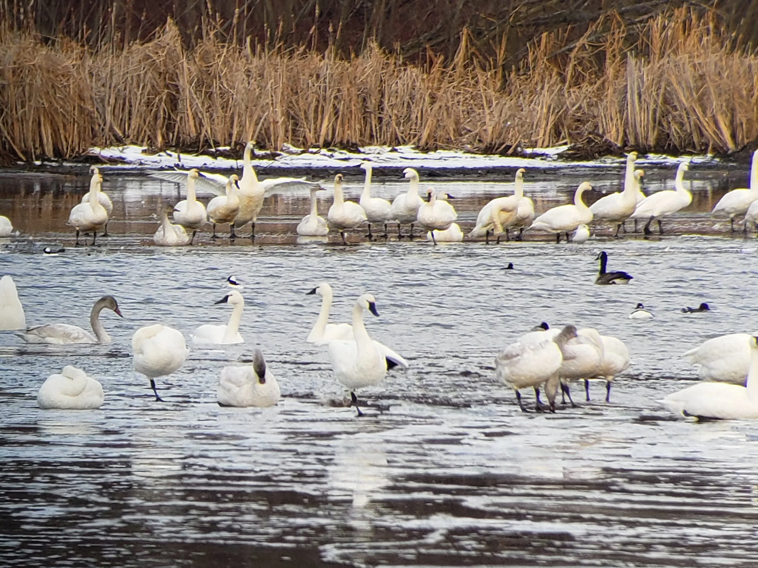 Tundra or Trumpeter? Your Guide to Swan ID (plus a special guest ...