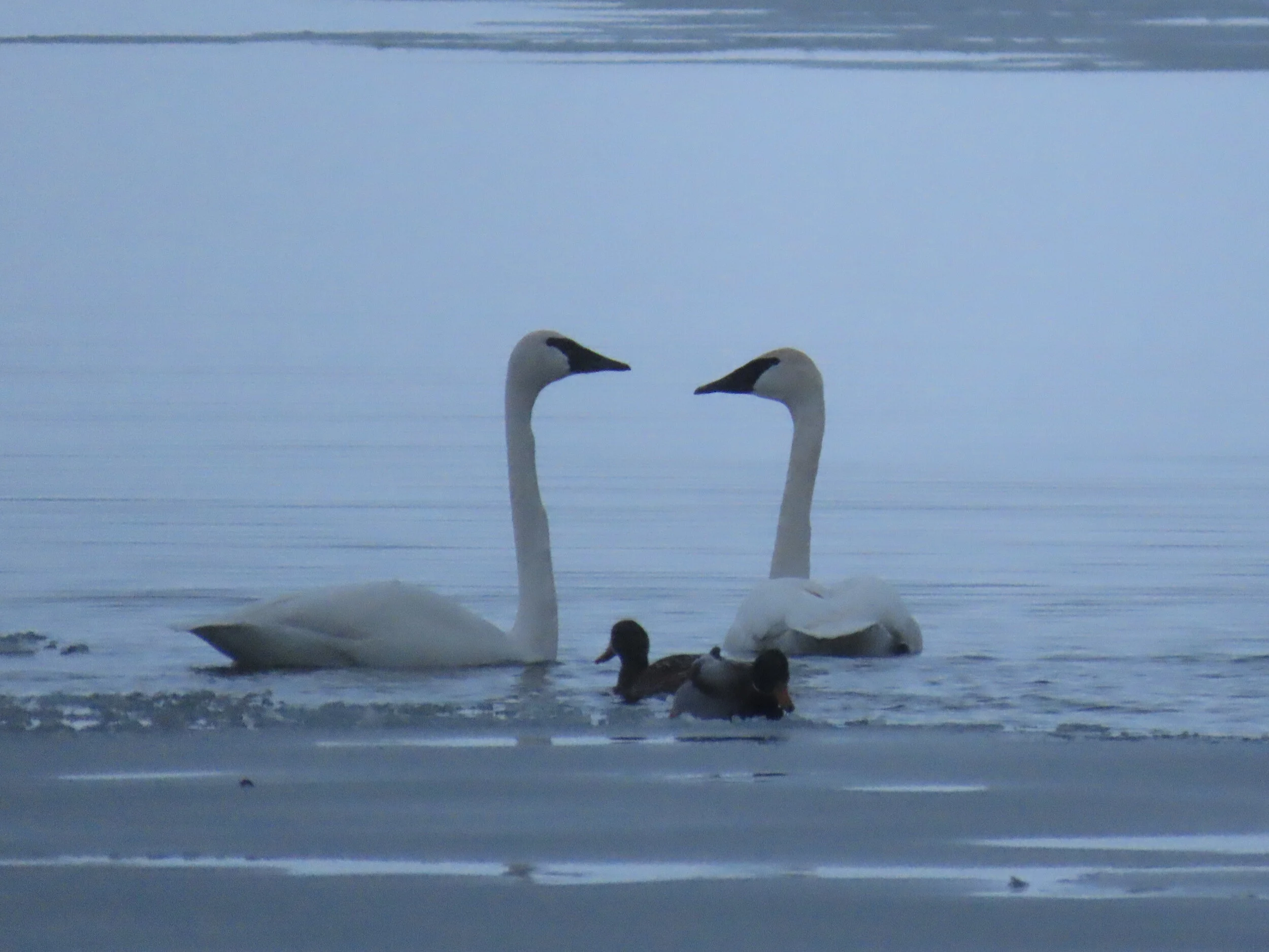 Tundra or Trumpeter? Your Guide to Swan ID (plus a special guest ...
