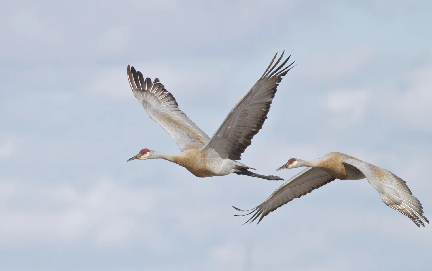 Sandhill Crane hunting: view from a hunter — Southern Wisconsin Bird ...