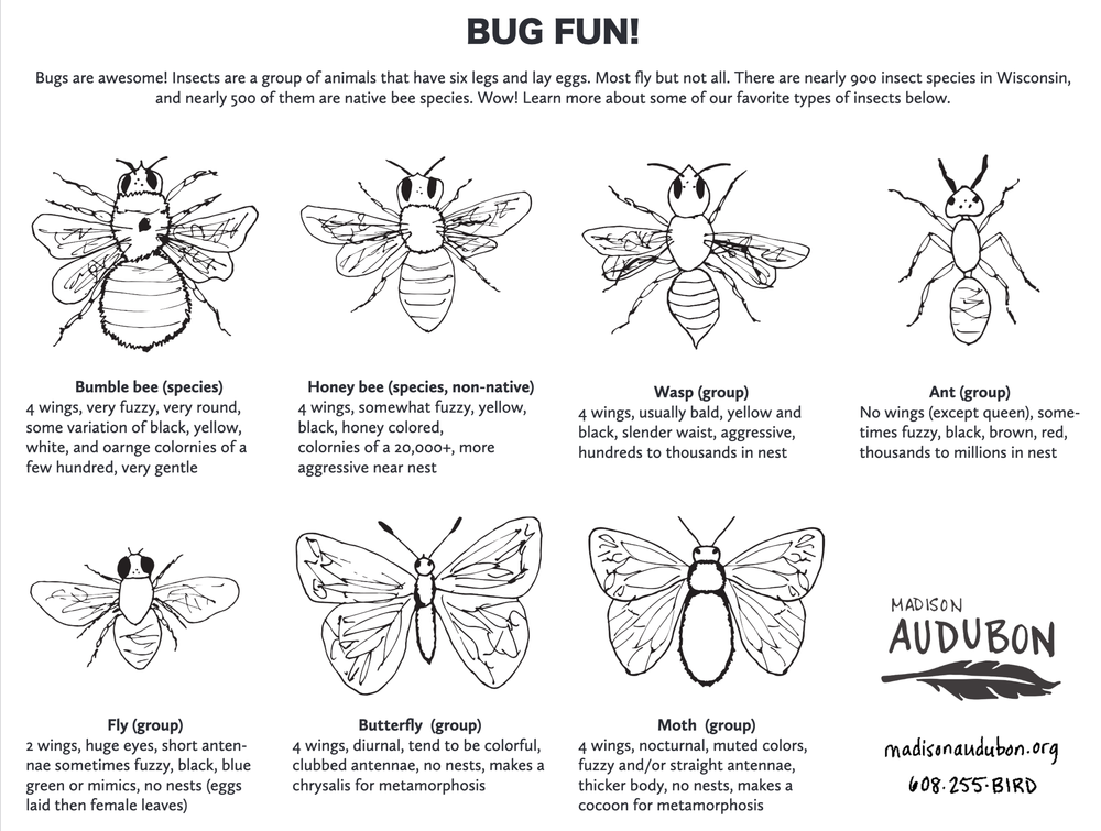 Free Field Guides & Exploration Resources — Southern Wisconsin Bird ...
