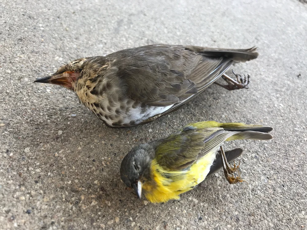 Bird-Safe Glass Ordinance — Southern Wisconsin Bird Alliance