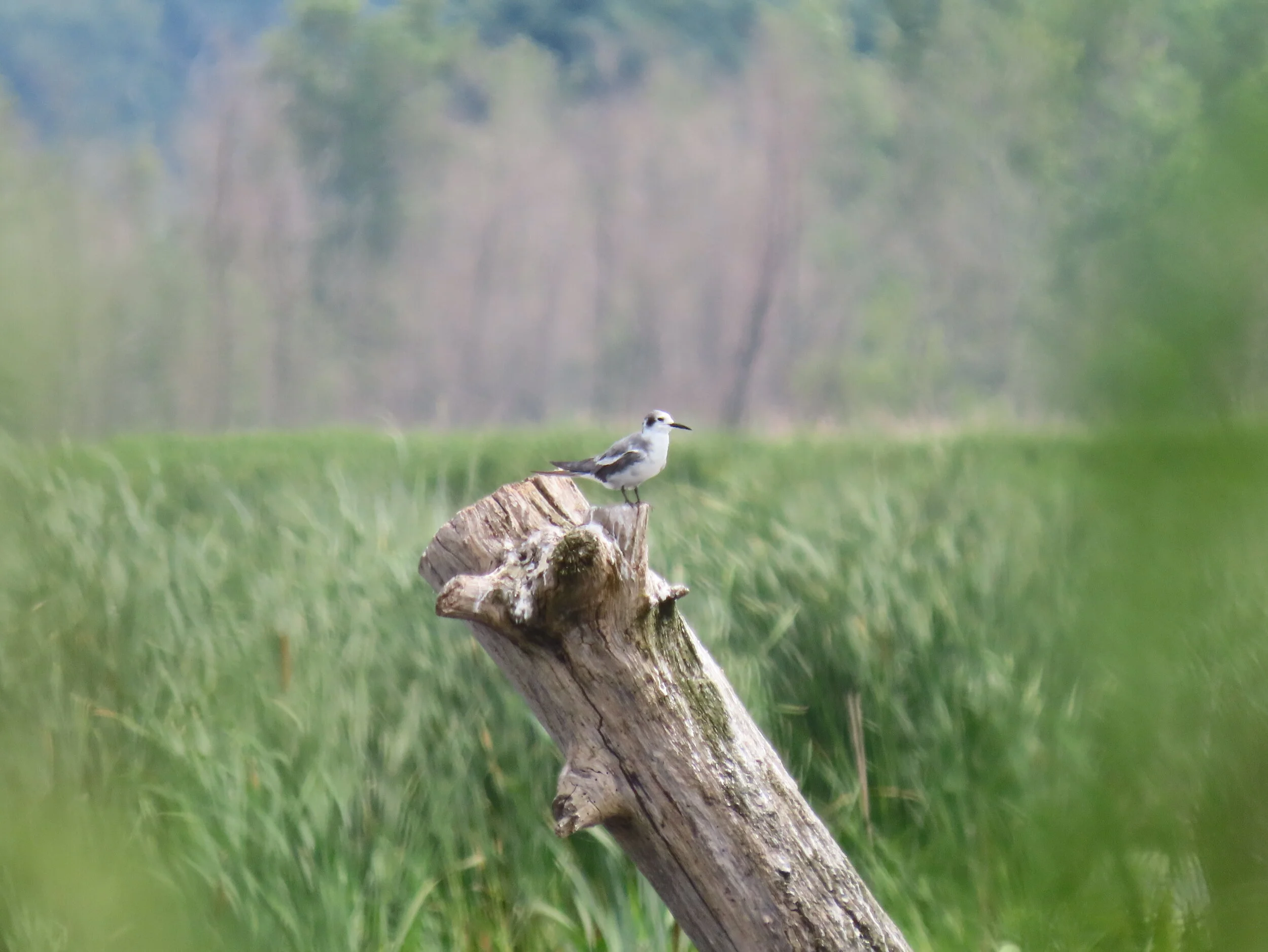 A Year of Birds and Beginnings — Southern Wisconsin Bird Alliance