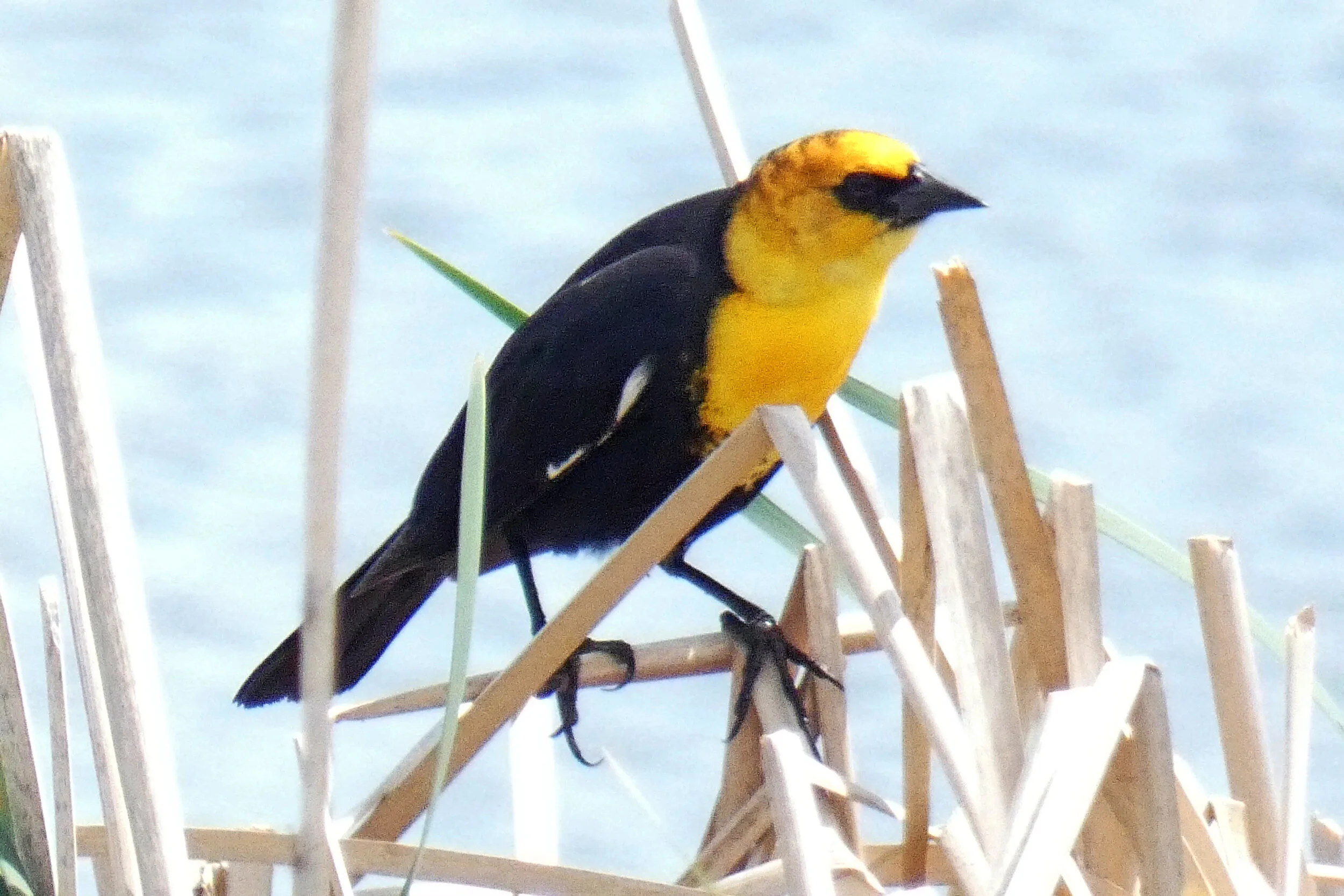 Lifer Story: My first Yellow-headed Blackbird — Southern Wisconsin Bird ...