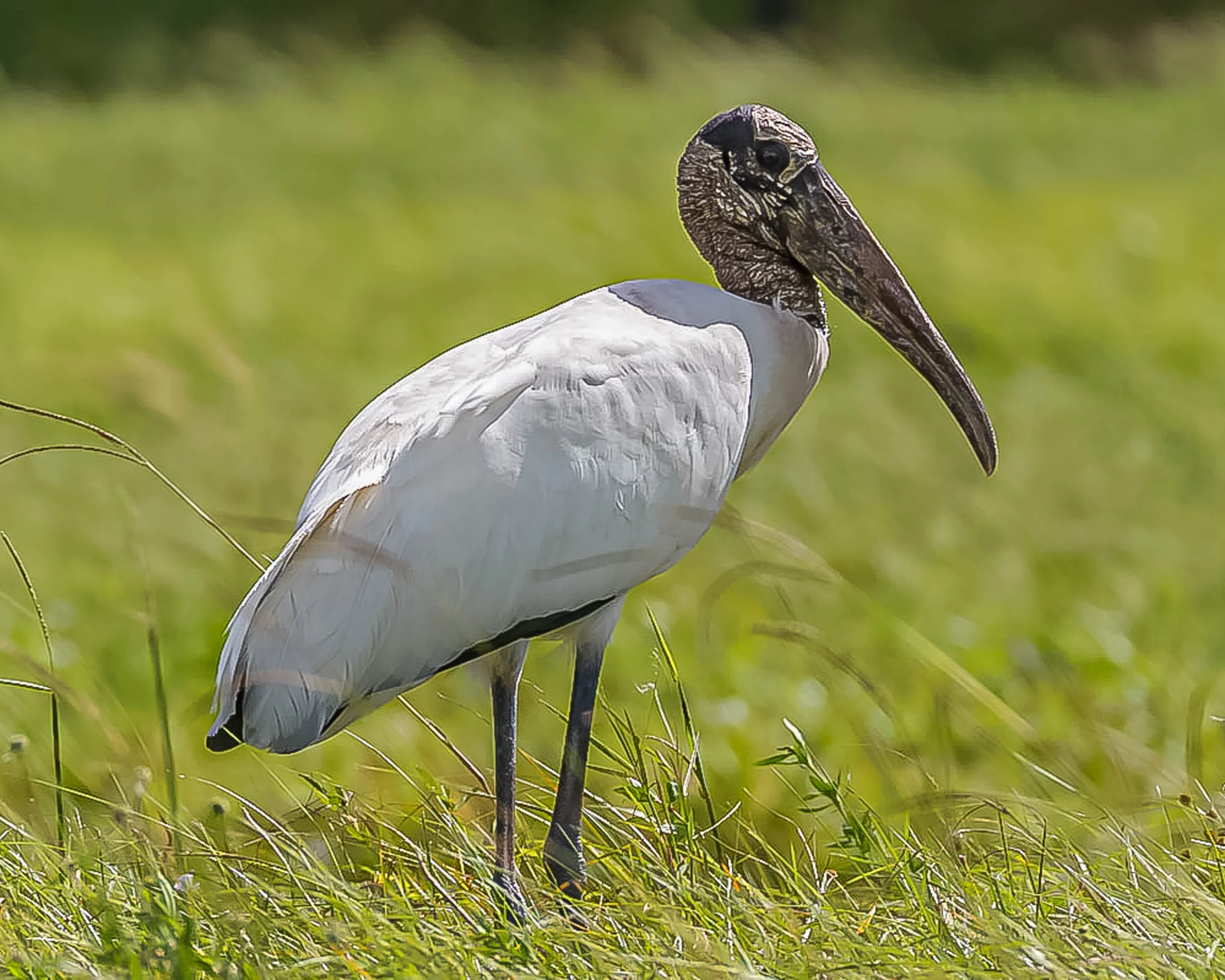 Lifer Story: Escapades with a Red Knot — Southern Wisconsin Bird Alliance