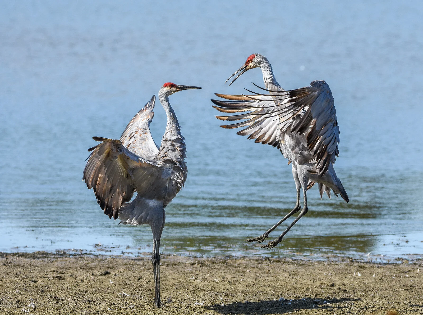 Crane Dancing — Southern Wisconsin Bird Alliance