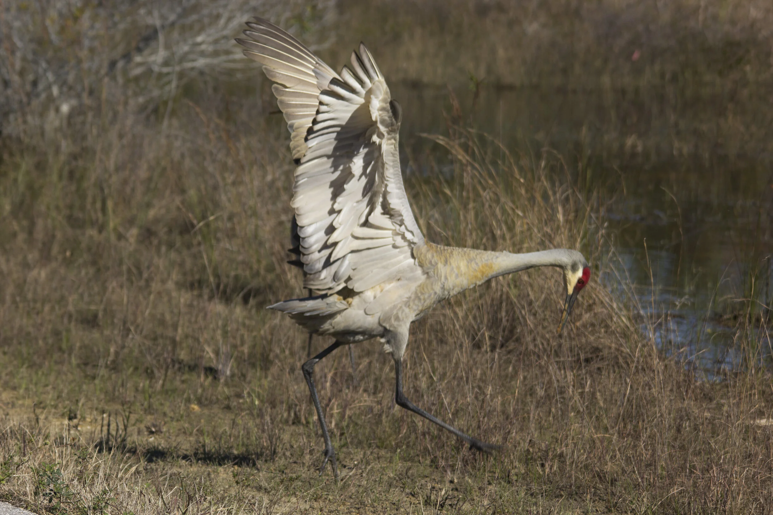 Crane Dancing — Southern Wisconsin Bird Alliance