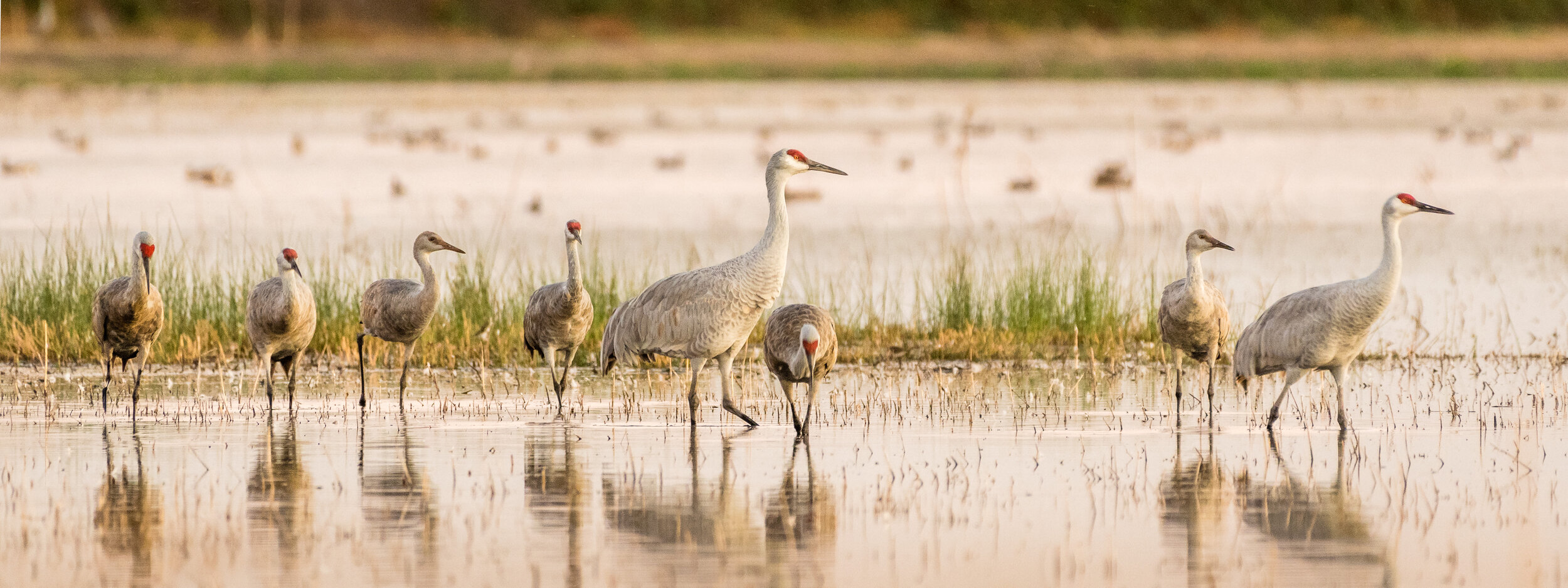 Crane Dancing — Southern Wisconsin Bird Alliance